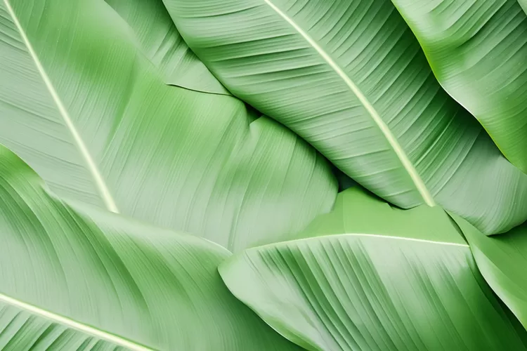 Manfaat Daun Pisang Dalam Kehidupan Sehari hari | Gezah.com
